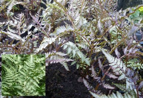 ATHYRIUM NIPONICUM PEWTER LACE Guido Van De Steen