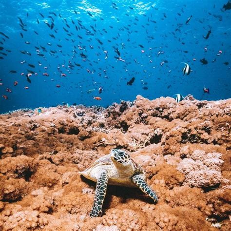 Diving In Gili Trawangan Dpm