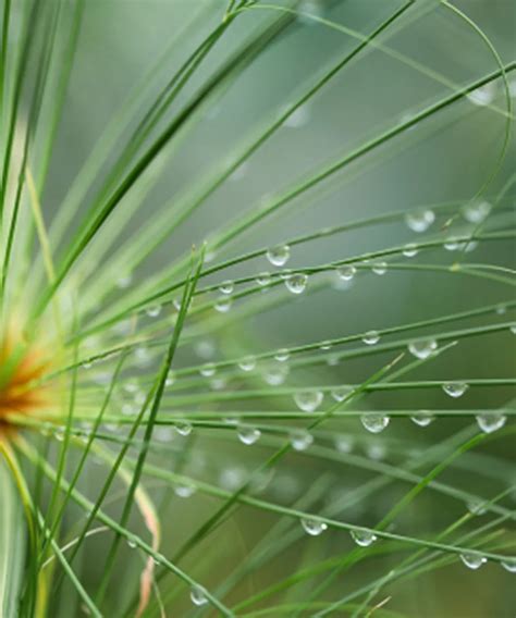 Cyperus Papyrus Serres Barreau