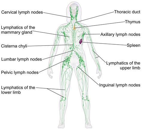 Lymph Node Wikipedia