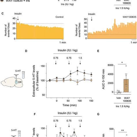 Insulin Decreases Dr 5 Ht Neurons In Vivo Through A 5 Ht1a