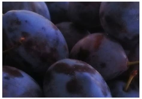 Algorithms Free Full Text Plum Tree Algorithm And Weighted
