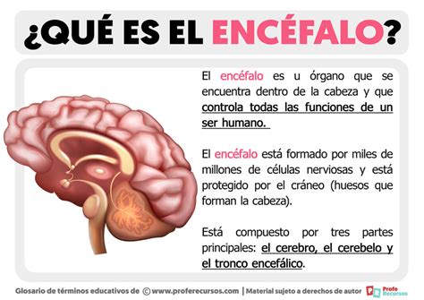 Que Es El Encefalo Definicion Y Estructuras Psico Guia Lights Crystal
