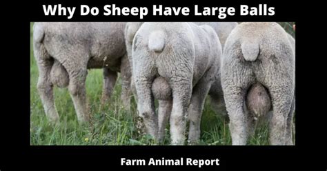 Why Are Sheep Balls 2024 Huge