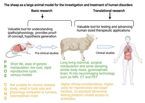Biology Free Full Text The Sheep As A Large Animal Model For The