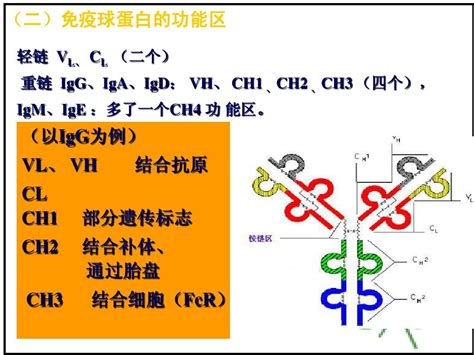 免疫球蛋白与抗体学生复习用word文档在线阅读与下载免费文档