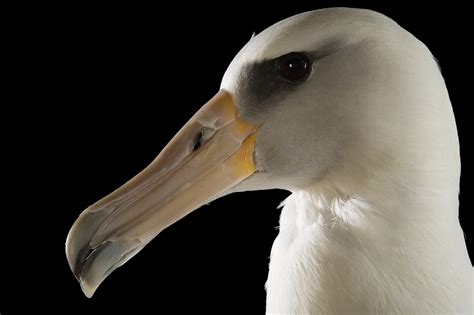 Albatross Bird Wingspan