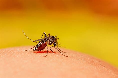 Can Hurricane Season Provoke Mosquitoes South Florida Top Pest