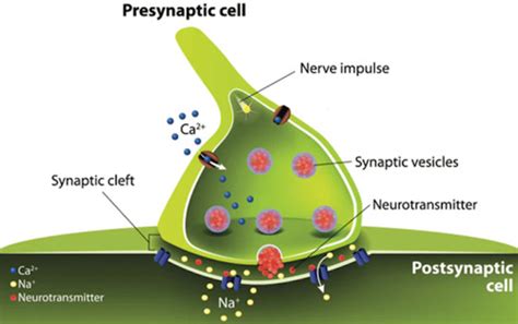 Synaptic Transmission Flashcards Quizlet