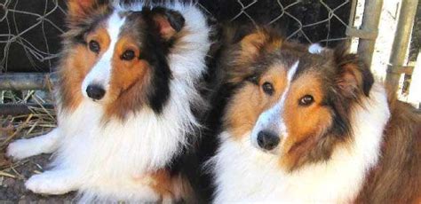 Sheltie Rescue Directory Usa By State