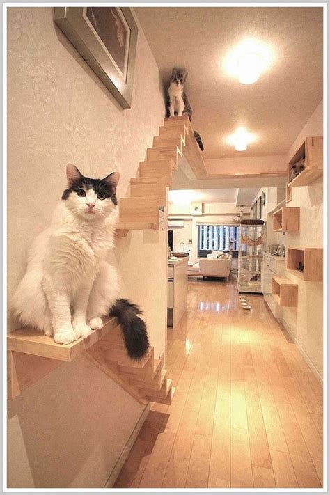 Пин от пользователя Eu Thunder на доске бенгальский чорт и его приблуды Кошачьи дома Кошачьи