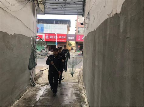 整治流浪犬 城管在行动固镇县人民政府