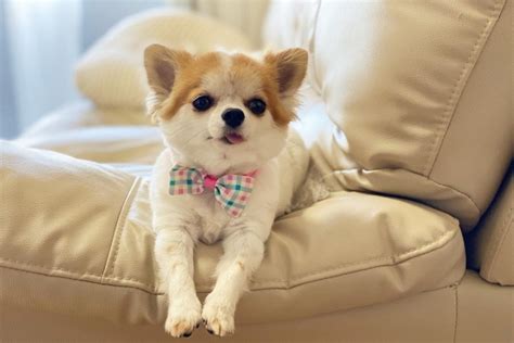 犬はサマーカットにしても良い？サマーカットのデメリット・注意点 ペットと飼い主のためwebメディア│petally