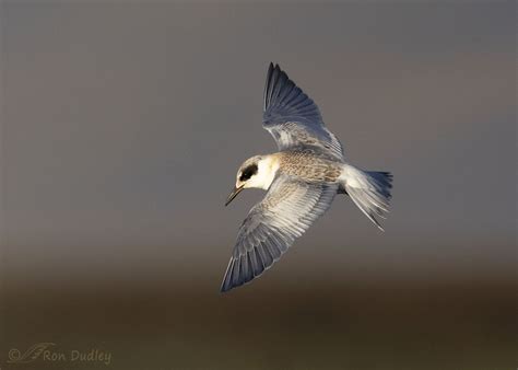 Another “fresh Juvenile” Forsters Tern In Flight Feathered Photography