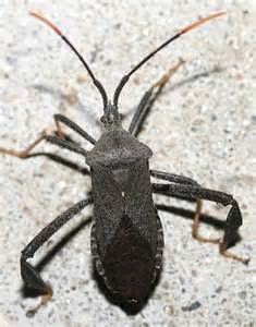 Acanthocephala Terminalis Acanthocephala Terminalis BugGuide Net