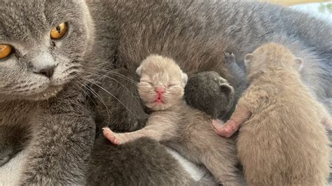 Newborn Kittens 5 Days After Birth Youtube