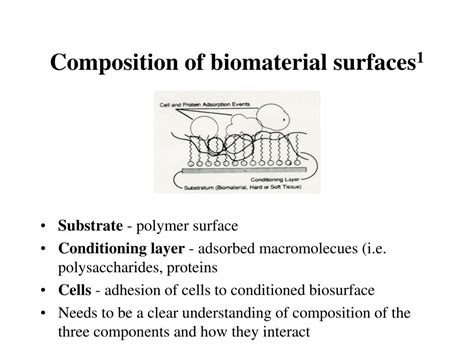 Ppt Cell Adhesion To Polymer Surfaces Powerpoint Presentation Free Download Id146783