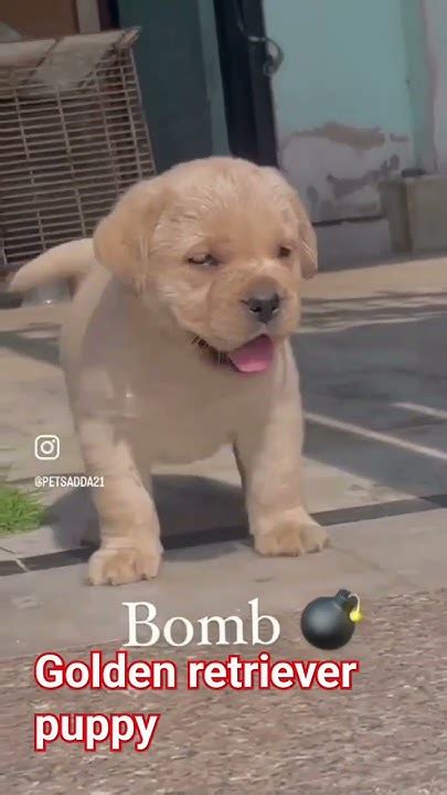 Golden Retriever Puppy Youtube