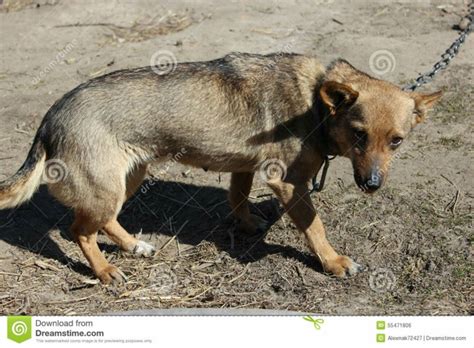 Китайская сельская собака Собака обитает только в Китае Ничем не отличается от обычной