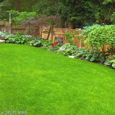 Bermuda Lawn Grass Seeds 1000 Seeds