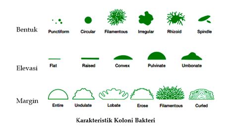 Perhatikan Macam Macam Morfologi Koloni Bakteri Be