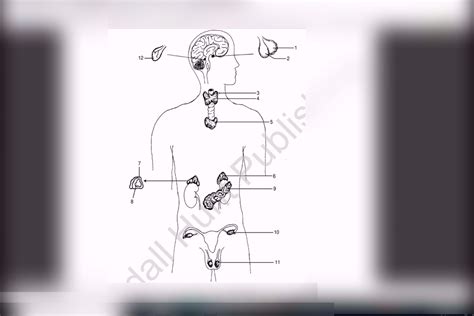 Endocrine System Diagram Quizlet