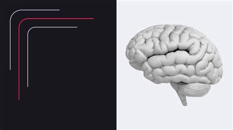 What Is Intelligence Really Humans Animals And Machines Compared