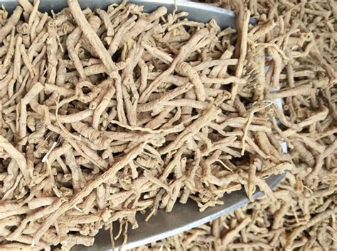 Polygala Tenuifolia extract bulk 25kg suppliers Polygala Tenuifolia ...