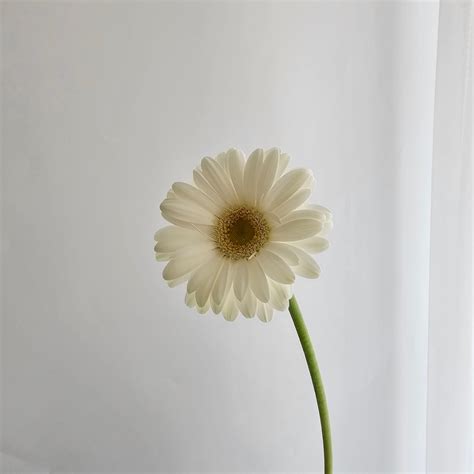 화이트 계열 꽃 배민 장보기∙쇼핑