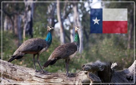 Peacock Vs Peafowl What Is The Difference Learnpoultry