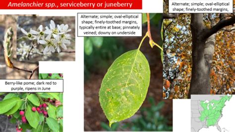 Week Trees Flashcards Quizlet