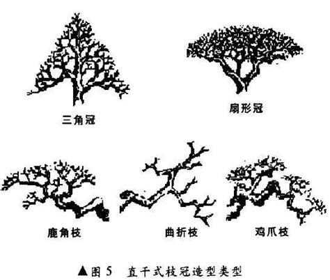 图解 直干式树木盆景怎么制作的7个方法 PenJing8 盆景吧