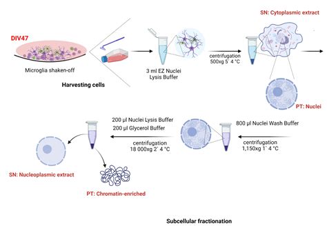 Subcellular Fractionation Of Mouse Primary Astrocyte Biorender Science Templates