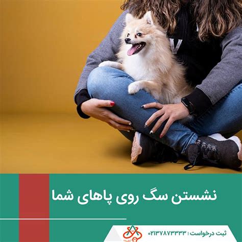 رفتارشناسی سگ‌ها و شناخت کامل زبان بدن آن‌ها آرون پت