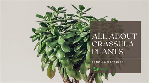 The Crassula Collection A Guide To Types Sub Varieties And How To Care —