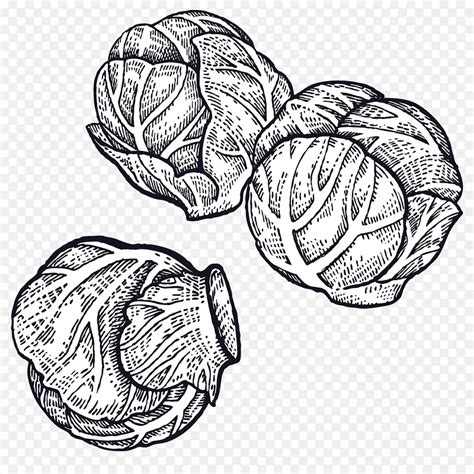 素描包头菜PNG图片素材下载 图片编号yzoxbadp 免抠素材网