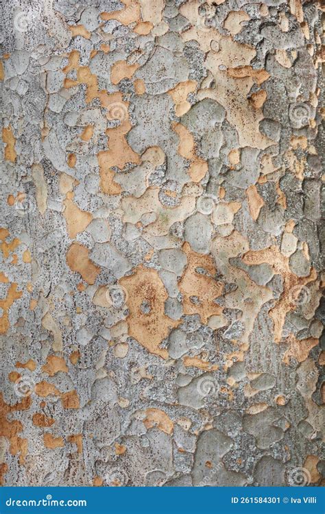 Chinese zelkova stock image. Image of wood, chinese - 261584301