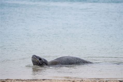 Niwa On Linkedin Spotted 🤩 A Leopard Seal Lounging In Oriental Bay