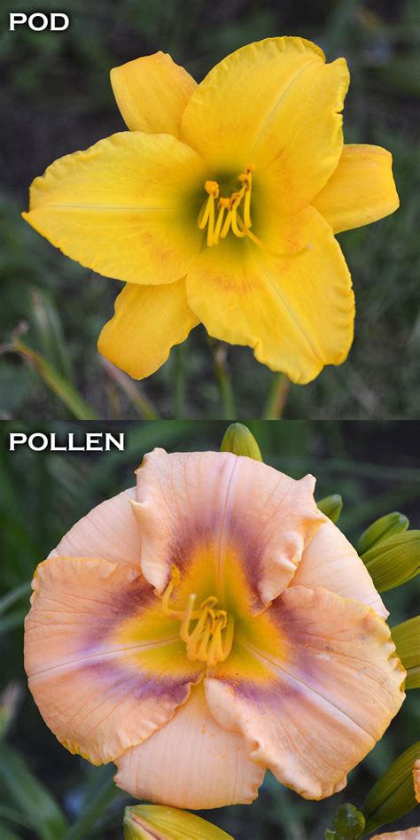 Cinnamon Roll X Spirit Zone Duluth Daylily Co Buy Daylily Seedlings And Seeds Online