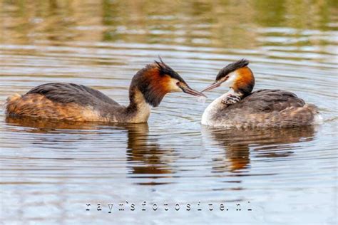 Futen Met Jongen Vogels Jonge Fuut Op De Rug Van De Ouder
