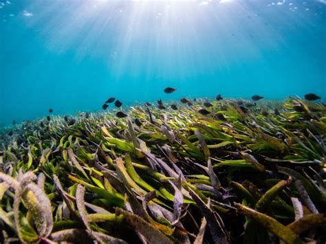 Seagrass Beds Ecosystem
