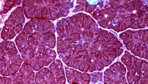 Microscopic View Of A Tissue Sample Possibly From A Histology Slide Stock Illustration