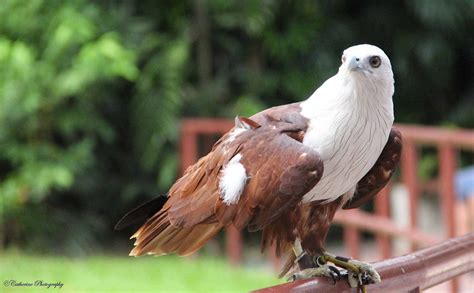 Foto Burung Elang Bondol Eric North