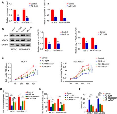 Asiaticoside Inhibits Breast Cancer Progression And Tumor Angiogenesis