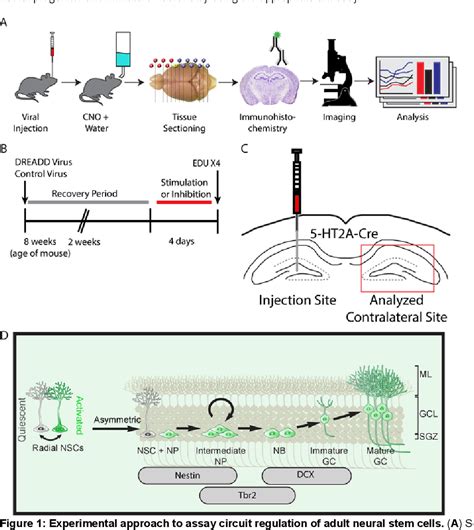 Figure 1 From Assaying Circuit Specific Regulation Of Adult Hippocampal
