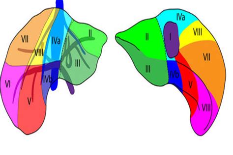 SegmentaciÓn HepÁtica EvaluaciÓn EcogrÁfica