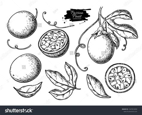 Passion Fruit Vector Drawing Set