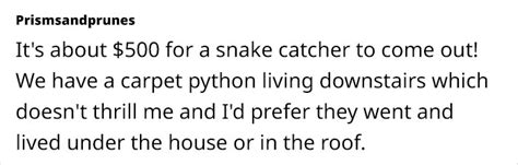 Python Lives Peacefully Under Womans House For Years Neighbor Suddenly Insists On Removing It