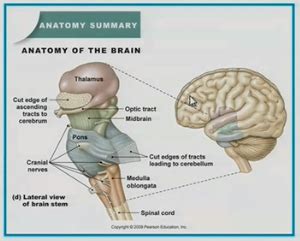 Neuro Quiz 5 Flashcards Quizlet