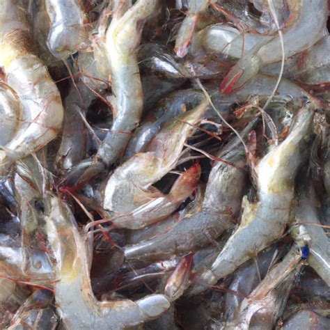 Vannamei 101 Super Intensive Indoor Shrimp Culture Farms